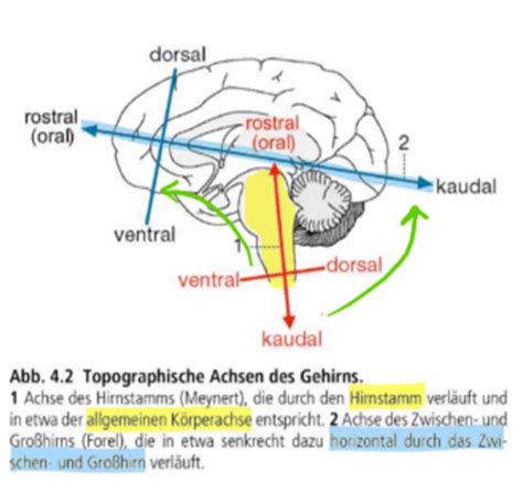 Kk Neuroanatomie Hs Vorlesung Zns Grosshirn Kleinhirn