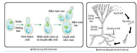 Hãy so sánh sự sinh trưởng của quần thể vi sinh vật với sự sinh trưởng