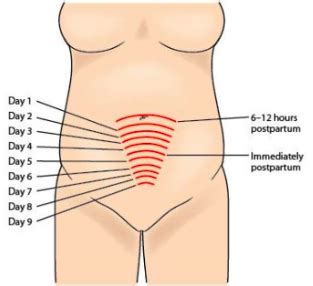 Ch Postpartum Adaptations Flashcards Quizlet