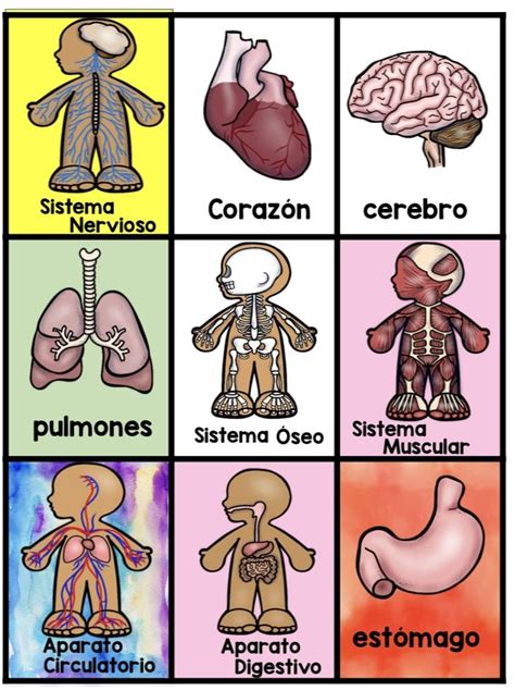 Pin De Mtra Anita En El Cuerpo Humano Esquema Del Cuerpo Humano