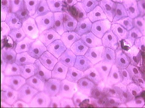 Epithelial Tissues Images Flashcards Memorang