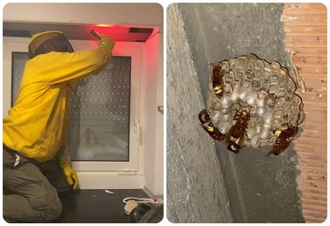 Vespa orientalis a Roma scoperto un nido nell abitazione di un papà