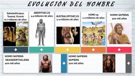 Cronología De La Evolución De Los Homínidos