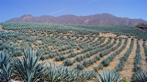 Agave azul tequilana weber Sembradíos de agave azul en Ja Flickr