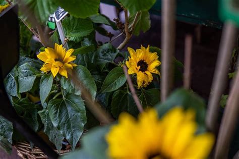 Cómo plantar girasoles en casa