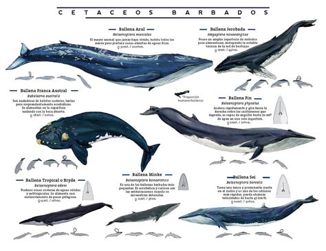 Best 12 What Is The Largest Whale A Cetacea Size Comparison Chart