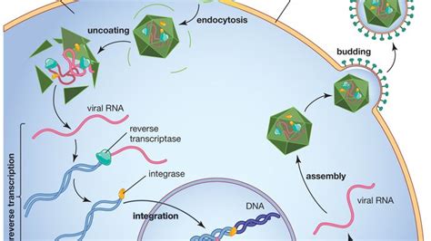 reverse transcriptase enzyme britannica