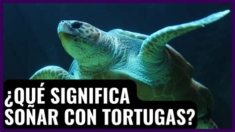 Qu Significa So Ar Con Tortugas Significados Que No Sab As