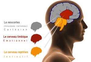 Les Principales Fonctions De Nos Cerveaux