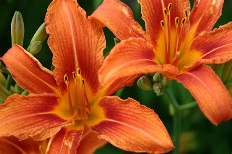Orange Lilja Närbild Gratis foto på Pixabay Pixabay