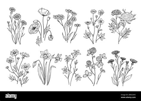 Wildflower Field Drawing Wildflowers Of Wilderness Road Campground