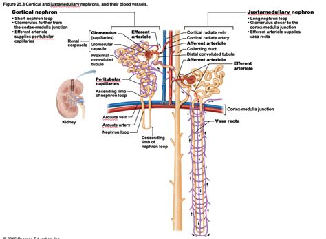 Cortical And Juxtamedullary Nephrons And Their Blood Vessels Diagram