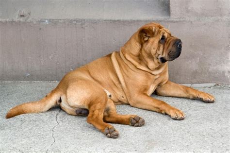 4 Razones Por Las Que Un Bullmastiff Se Lame O Muerde Las Patas Con