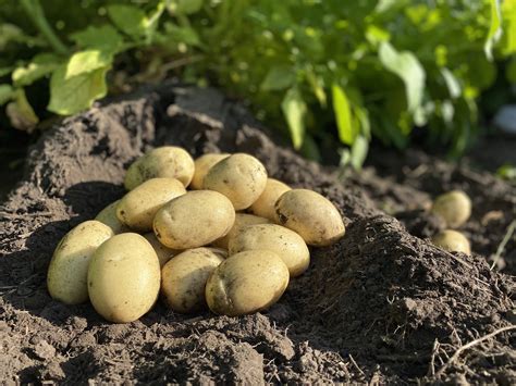 New Potato Varieties Available In Canada For
