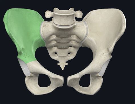 Bones Of Pelvis Female Flashcards Quizlet