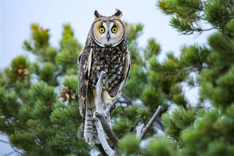 7 Gorgeous Owls You Can Find In Kentucky OMG Birds