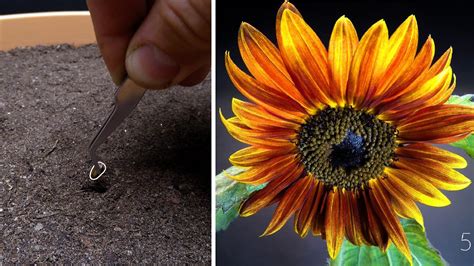 Growing Red Sunflower Time Lapse Seed To Flower In 57 Days Youtube