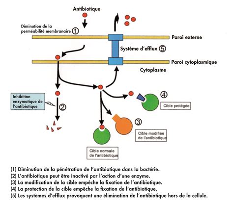 Antibiotiques modes d action mécanismes de la résistance devsante org