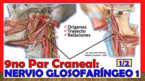 9no Par Craneal NERVIO GLOSOFARÍNGEO 1 2 Origen Trayecto