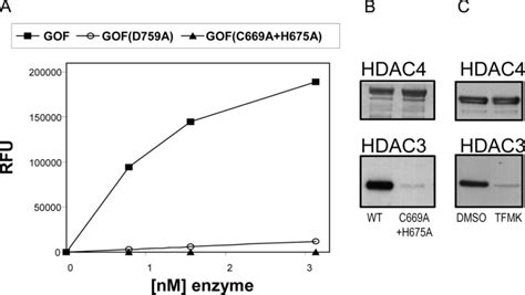 Structural And Functional Analysis Of The Human HDAC4 Catalytic Domain