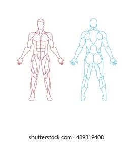 Anatomy Male Muscular System Exercise Muscle Stock Vector Royalty Free
