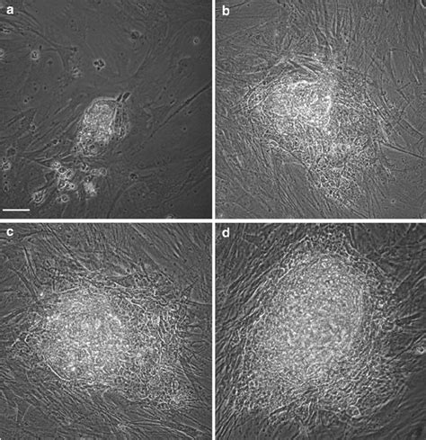 Derivation Of HESC Lines Phase Contrast Images Of An Outgrowth A 2