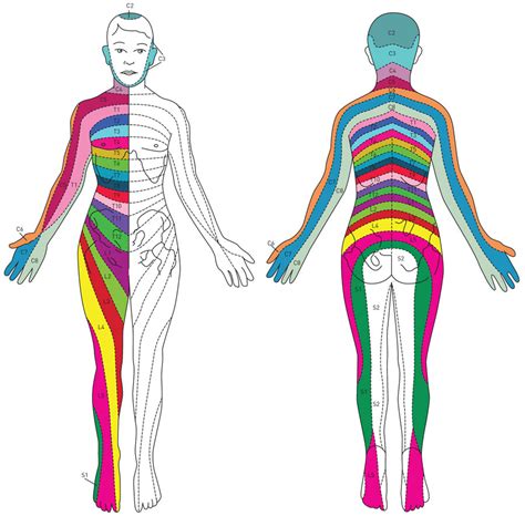 Map Of Spinal Nerve Pathways