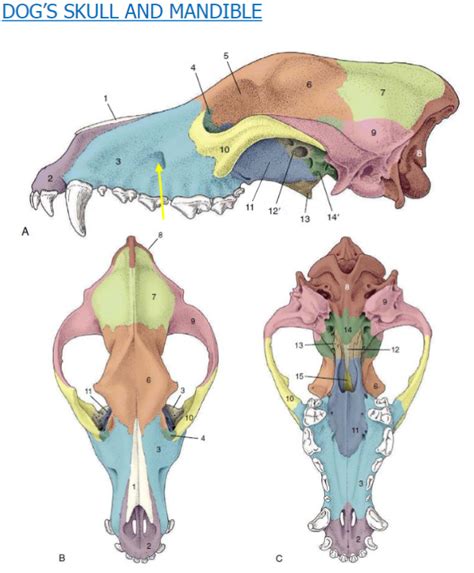 Diagram Of Canine Skull Axial Skeleton Continued Sf Quizlet