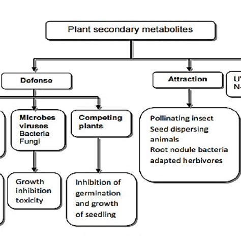 Prim Re Und Sekund Re Metaboliten In Der Fermentation Ppt