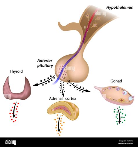 The Hypothalamicpituitarythyroid Axis The Stock Photo Alamy