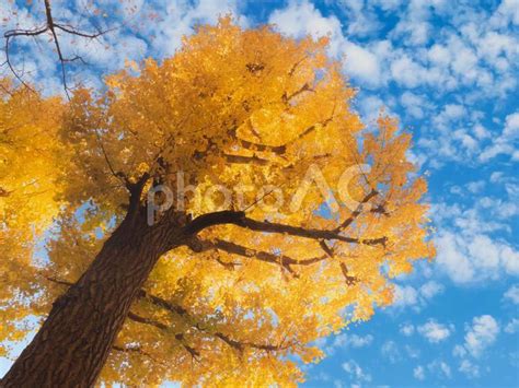 銀杏の木が鮮やかに黄色く紅葉 青空背景 No 22801616写真素材なら写真AC無料フリーダウンロードOK