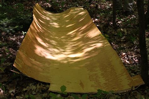 Collecting Birch Bark Canoe Bark Robin Wood