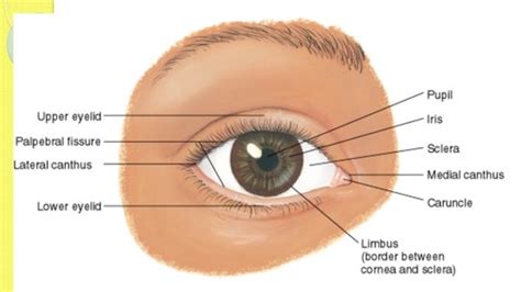 Eye Assessment Flashcards Quizlet