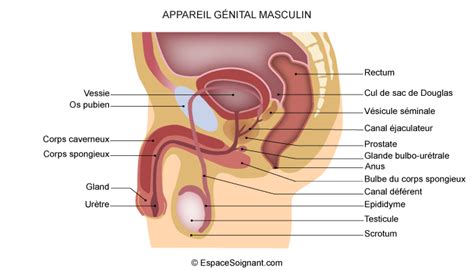 Anatomie De L Appareil Reproducteur Masculin Cours Soignants