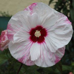 Staudenhibiskus Archive G Rtnerei Klenart Stauden