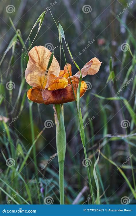 Yellow Wild Iris Argaman Or Iris Atropurpurea Or Coastal Iris Blooming