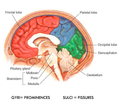 Neuro Exam Flashcards Quizlet