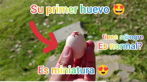 Lina Mi GALLINA Azteca Ya Inicio Postura Gallina Miniatura Pone Su