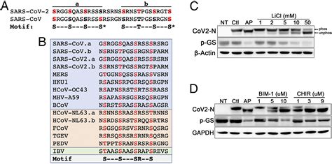 Targeting The Coronavirus Nucleocapsid Protein Through GSK 3 Inhibition