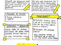 15 Ideas De Nervios Craneales Nervios Craneales Anatomia Y