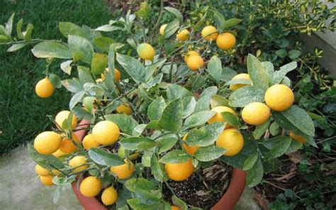 Potare Limone Potatura Come E Quando Potare Il Limone