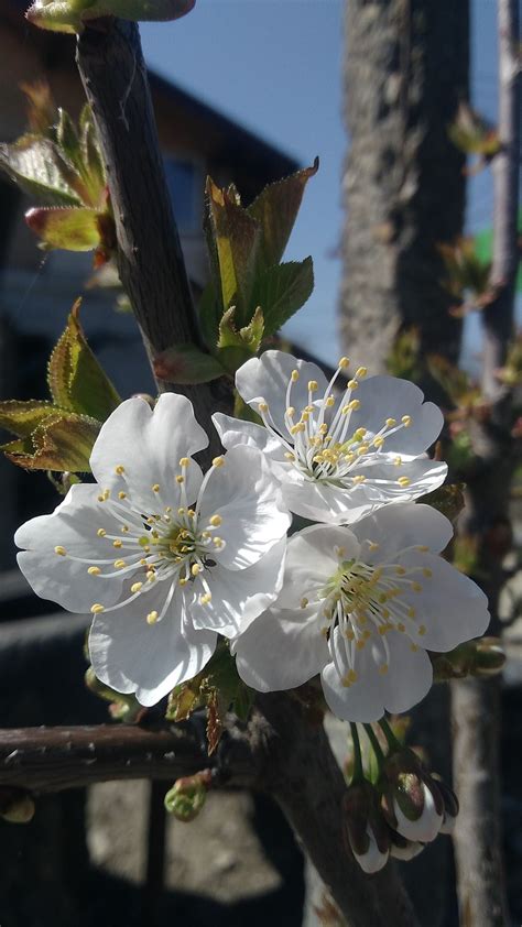 Fleur Arbre Flore Photo Gratuite Sur Pixabay Pixabay