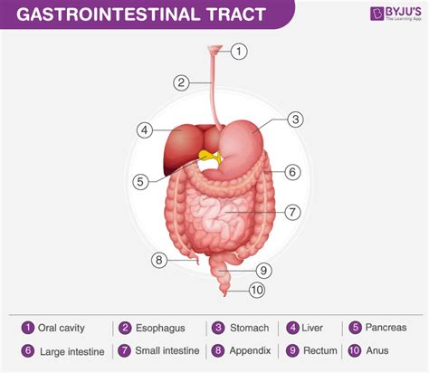Gastrointestinal Tract Definition Anatomy Infection Diseases