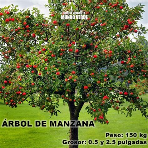 Árbol de manzana Grupo Viverista Mundo Verde Agroshow
