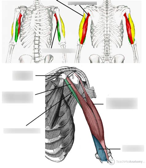 Muscles Of The Upper Arm Diagram Quizlet