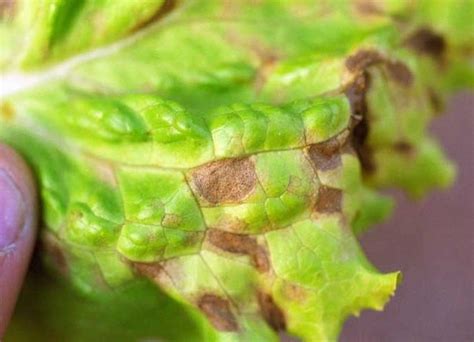 Septoria Spots On Lettuce Do You Have It What You Need To Know