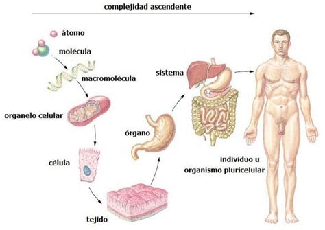 Niveles de organización de la materia viva
