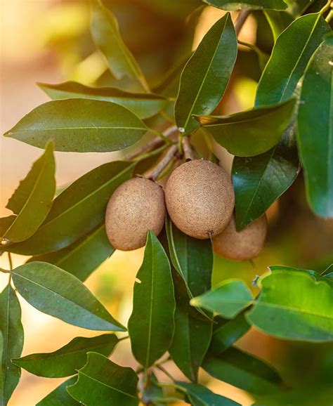 Fast Growing Fruit Trees Living Color Garden Center
