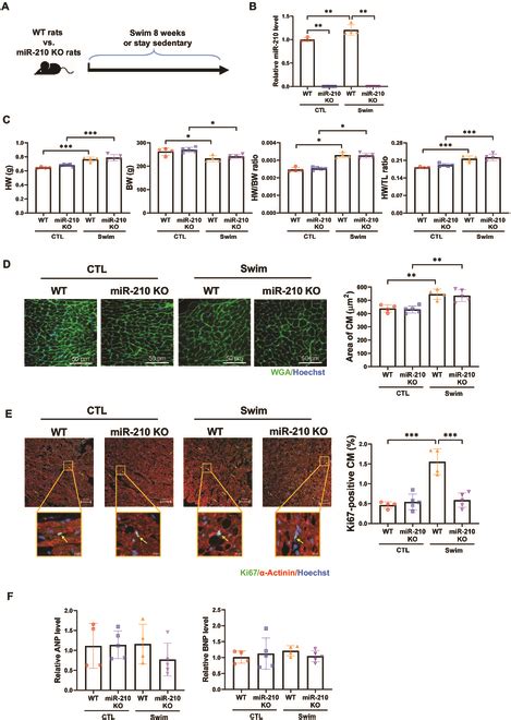 Exercise Induced MiR 210 Promotes Cardiomyocyte Proliferation And