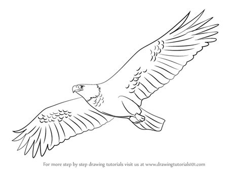 Bald Eagle How To Draw A Flying Bald Eagle Easy Drawing For Images